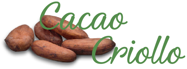 Cacao Criollo - Andenes
